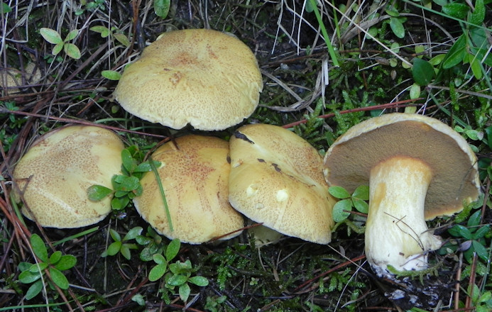 Boleto variegado – El medi natural del Bages i del Moianès
