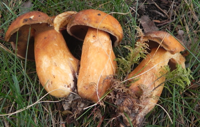 Boleto variegado – El medi natural del Bages i del Moianès