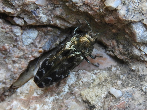 Coroebus undatus – El medi natural del Bages i del Moianès