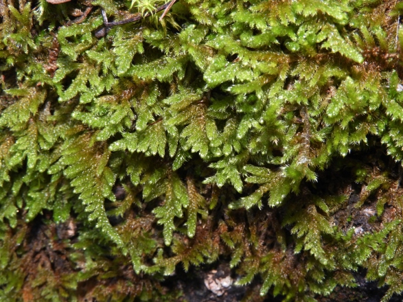 Musgo – El medi natural del Bages i del Moianès