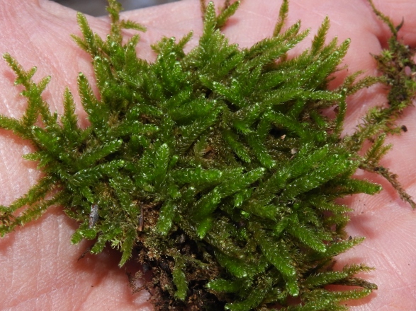 Musgo – El medi natural del Bages i del Moianès