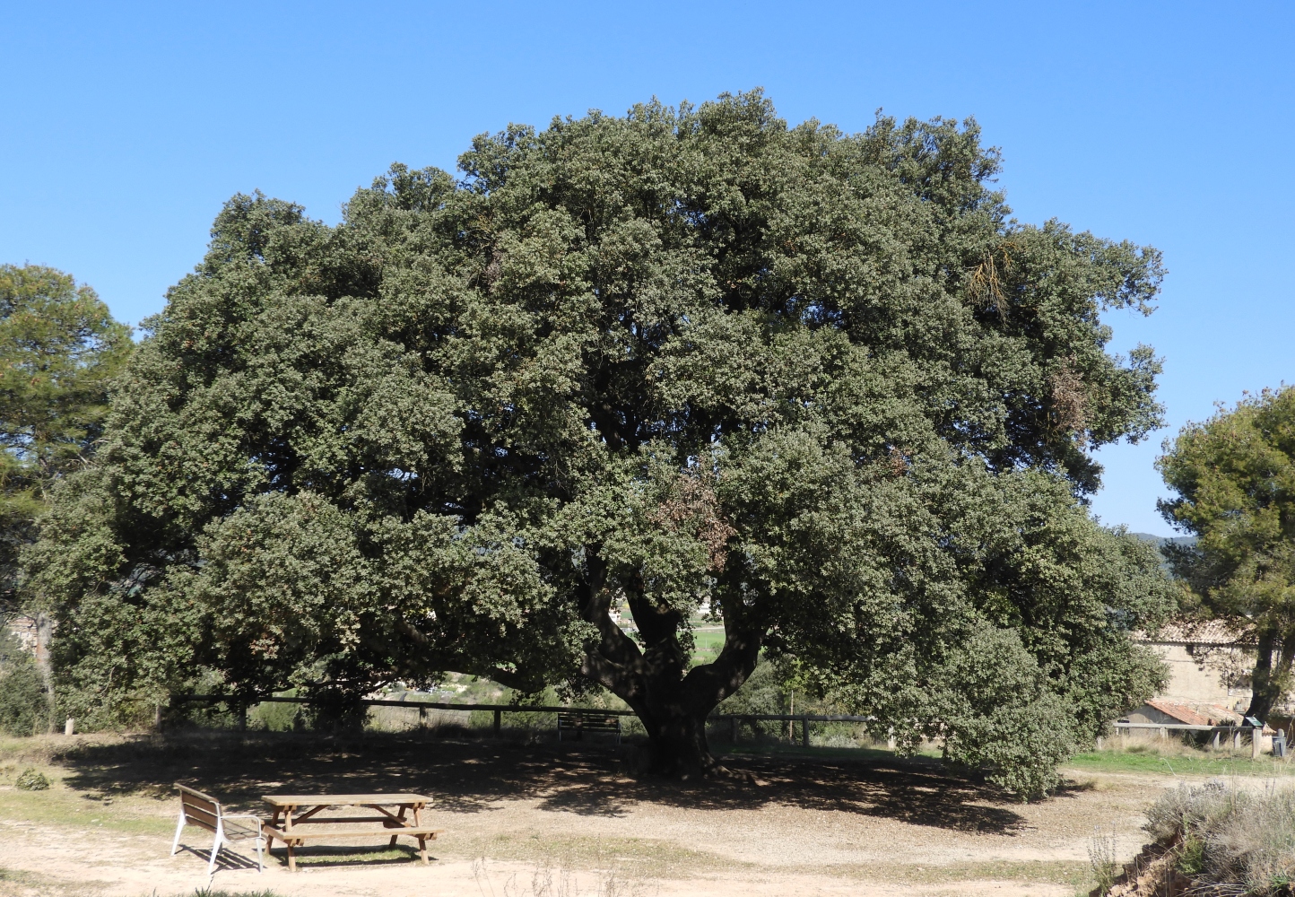 La encina de Querol – El medi natural del Bages