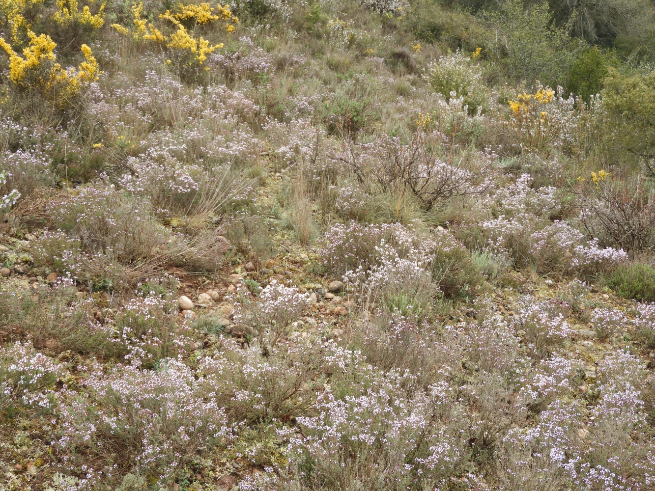 Tomillar – El medi natural del Bages i del Moianès