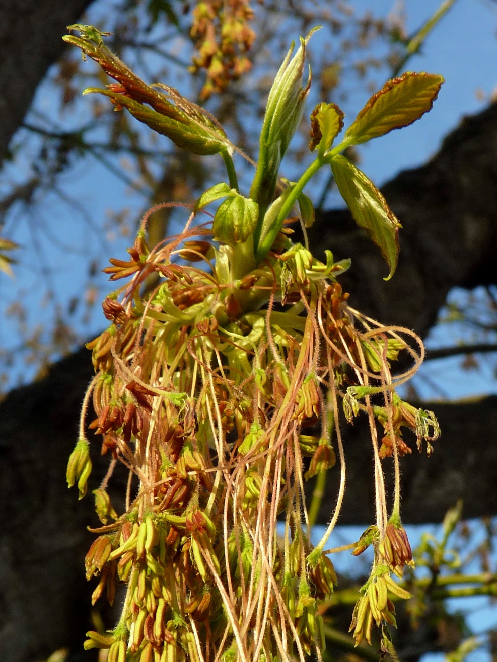 Negundo – El medi natural del Bages i del Moianès