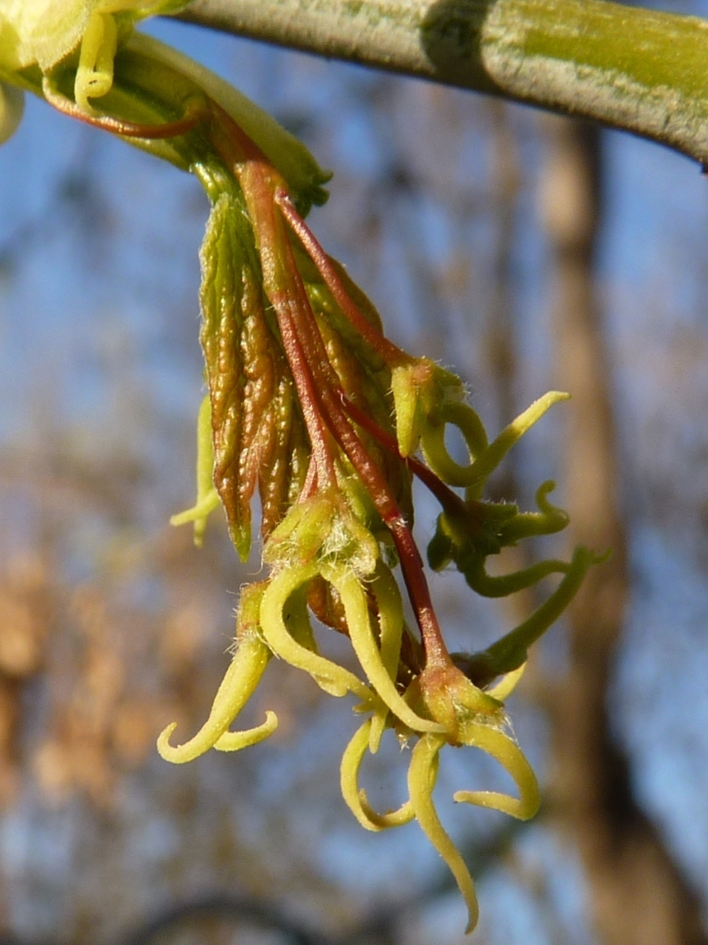 Negundo – El medi natural del Bages i del Moianès
