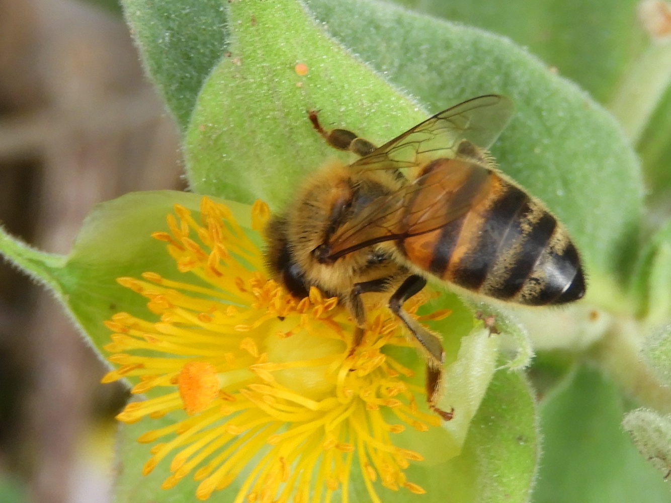 Abella de prat – El medi natural del Bages i del Moianès