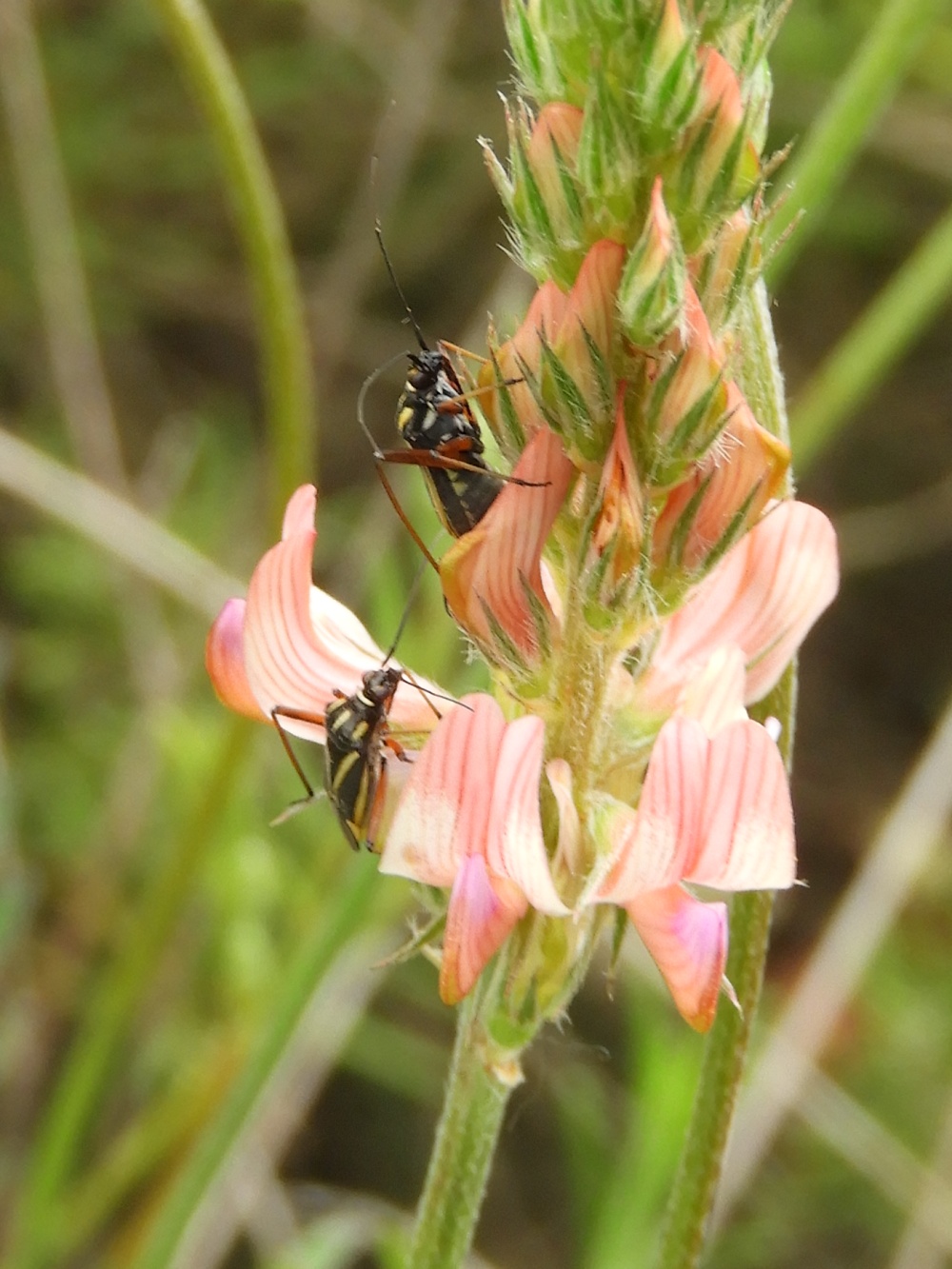 Xinxa groga i negra – El medi natural del Bages i del Moianès