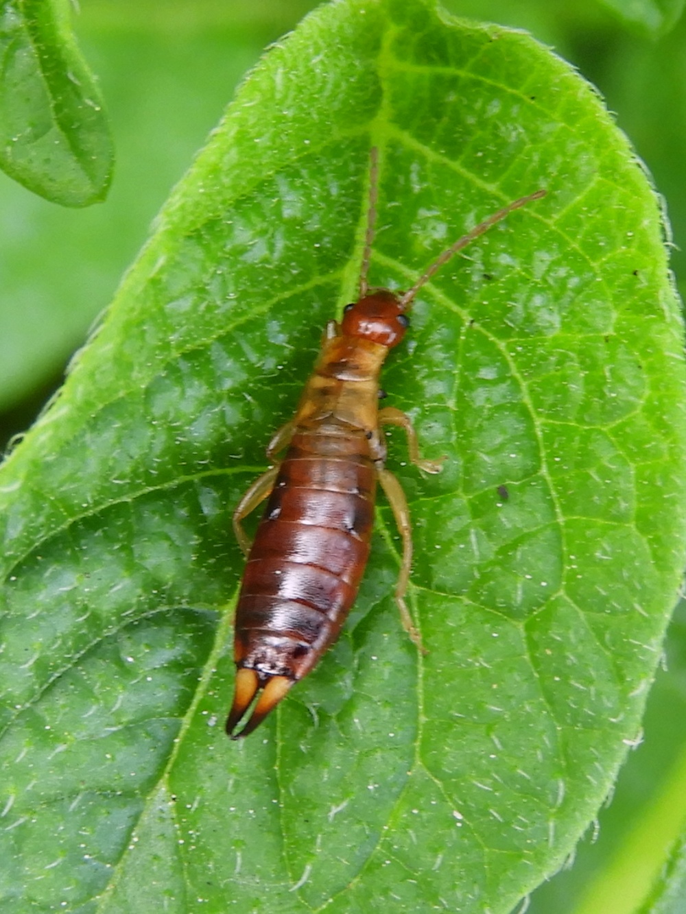 Tijereta – El medi natural del Bages