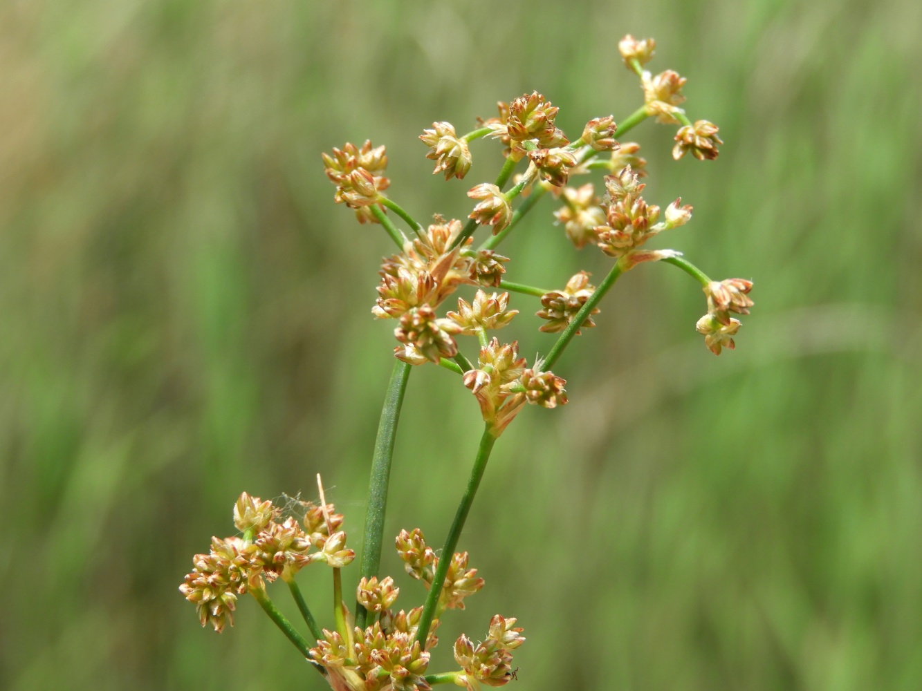 Junco – El medi natural del Bages i del Moianès