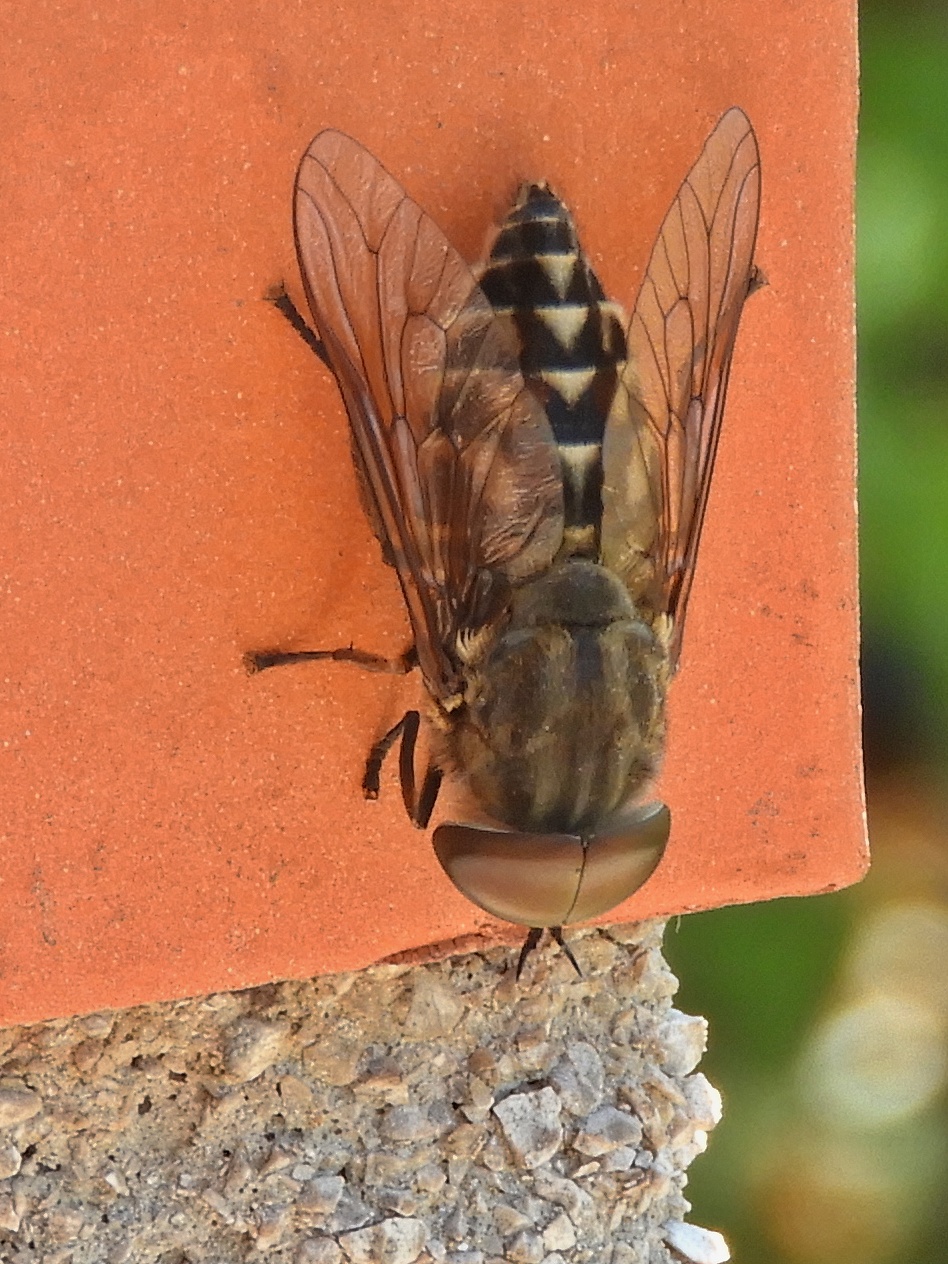 Tábano – El medi natural del Bages i del Moianès