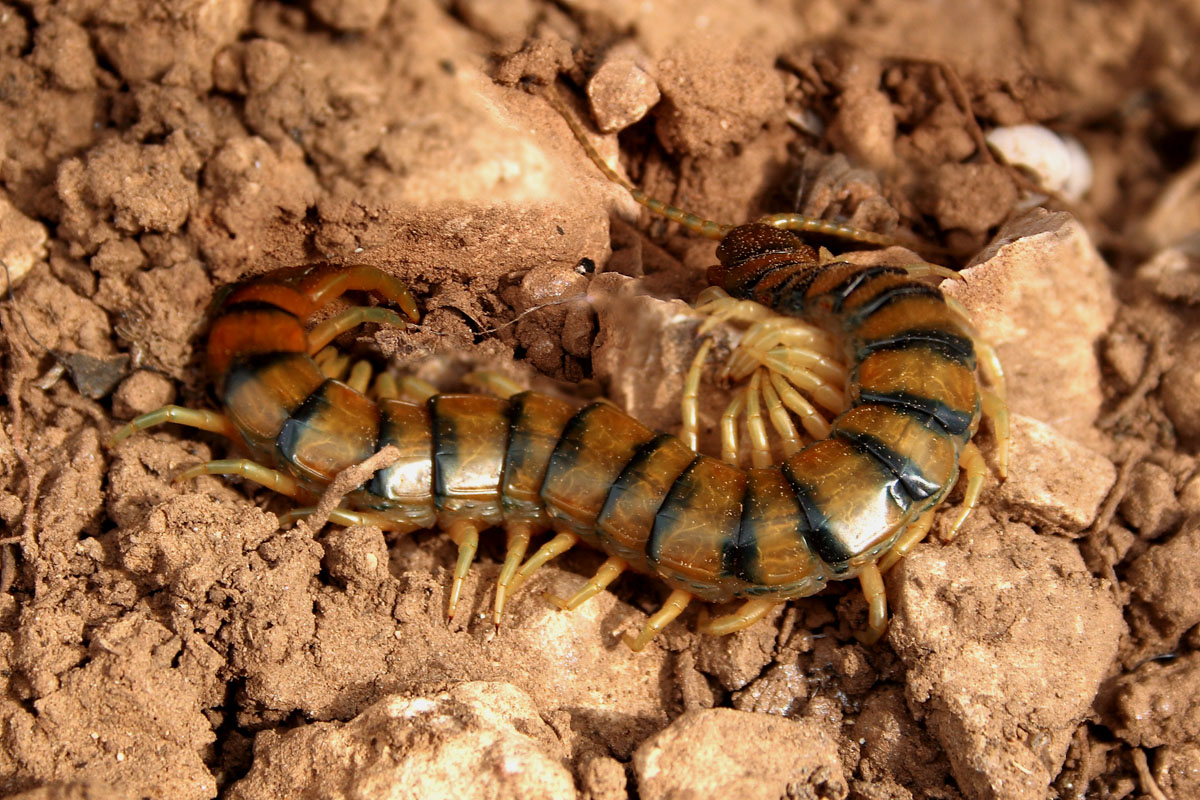 Escolopendra – El medi natural del Bages i del Moianès