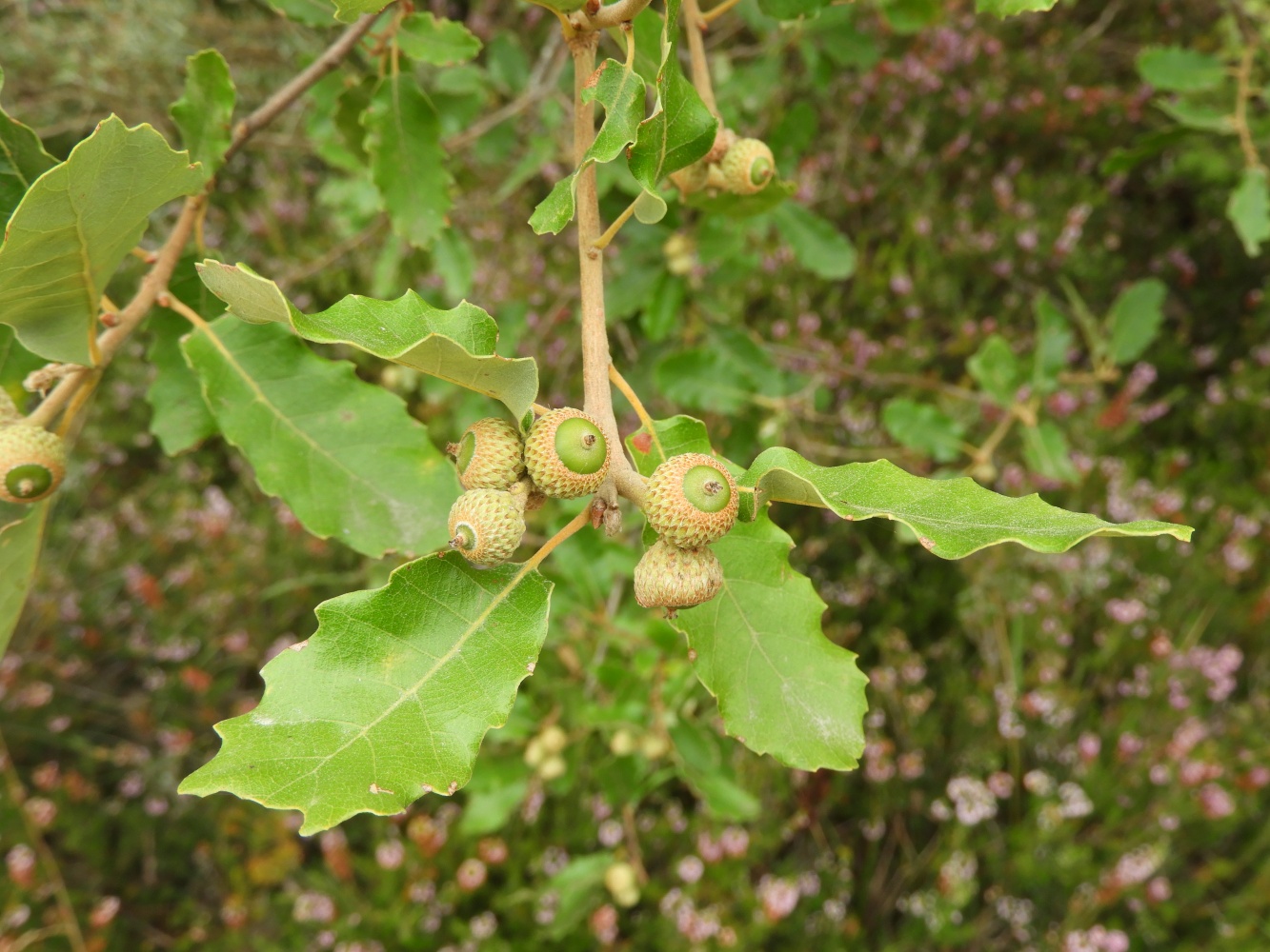Roble albar – El medi natural del Bages i del Moianès