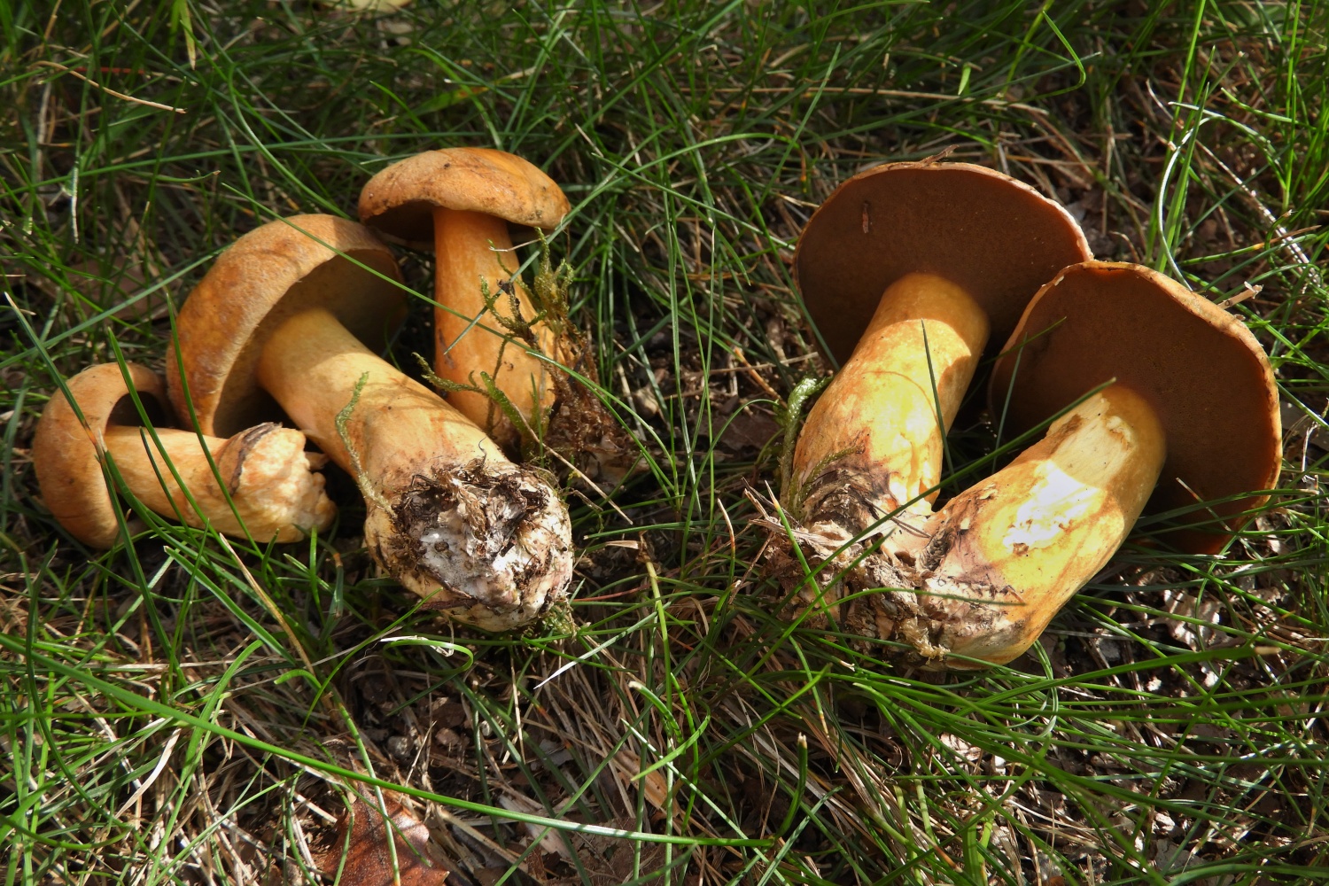 Boleto variegado – El medi natural del Bages i del Moianès