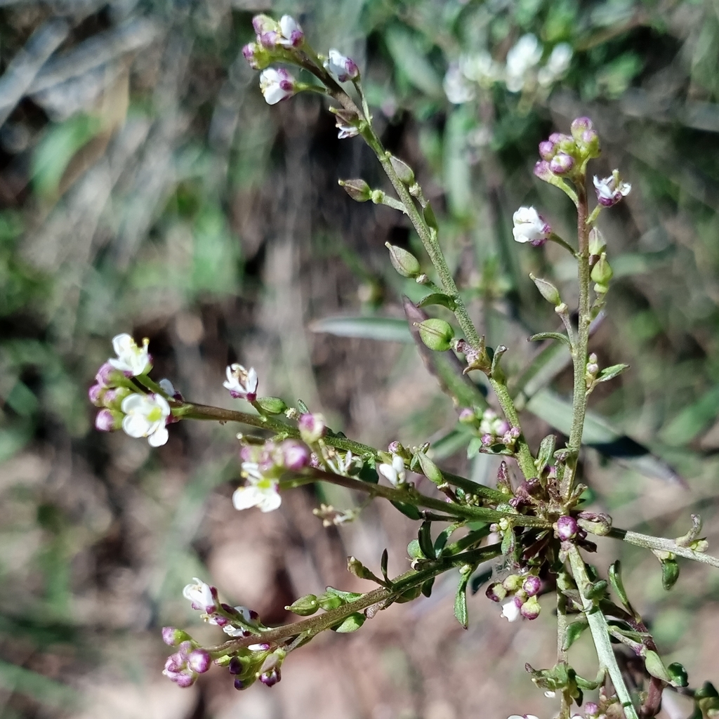 Mastuerzo silvestre menor – El medi natural del Bages i del Moianès