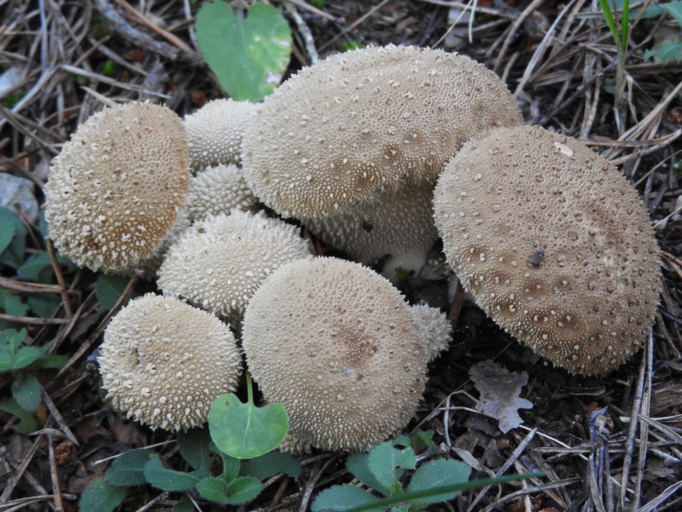 Cuenco de lobo – El medi natural del Bages i del Moianès