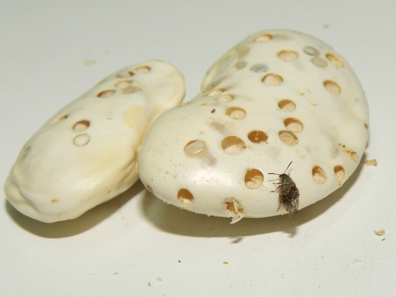 Gorgojo de la judía – El medi natural del Bages i del Moianès