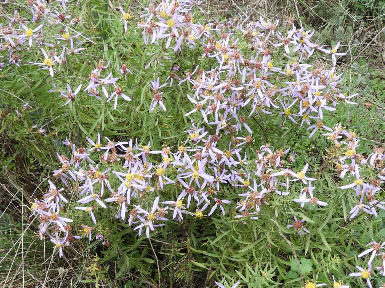 Manzanilla de pastor – El medi natural del Bages i del Moianès