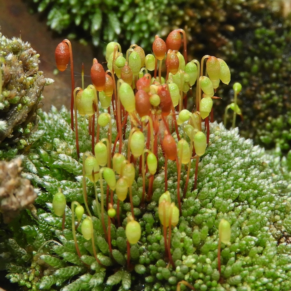 Bryum argenteum – El medi natural del Bages i del Moianès