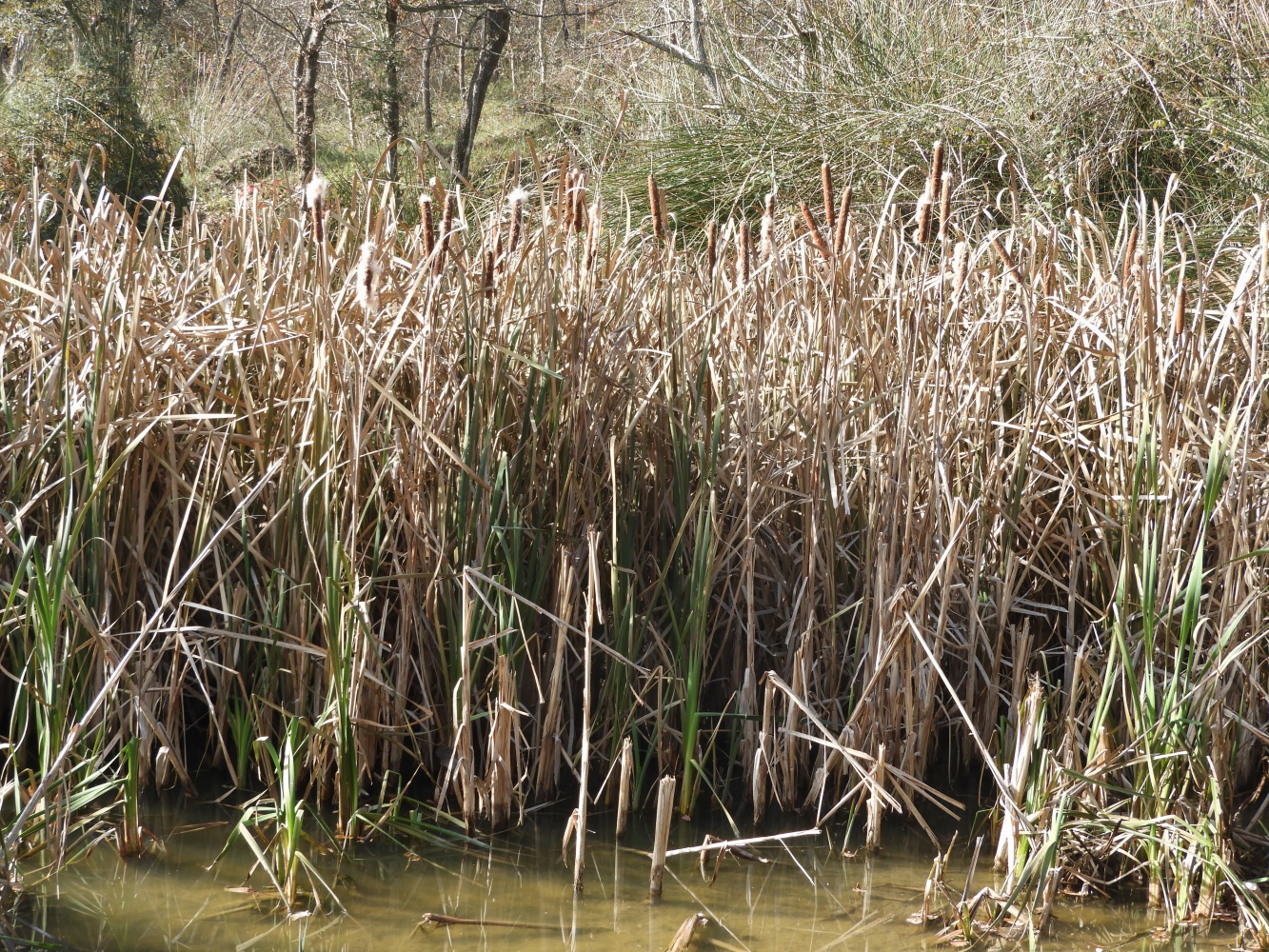 Enea de hoja ancha – El medi natural del Bages
