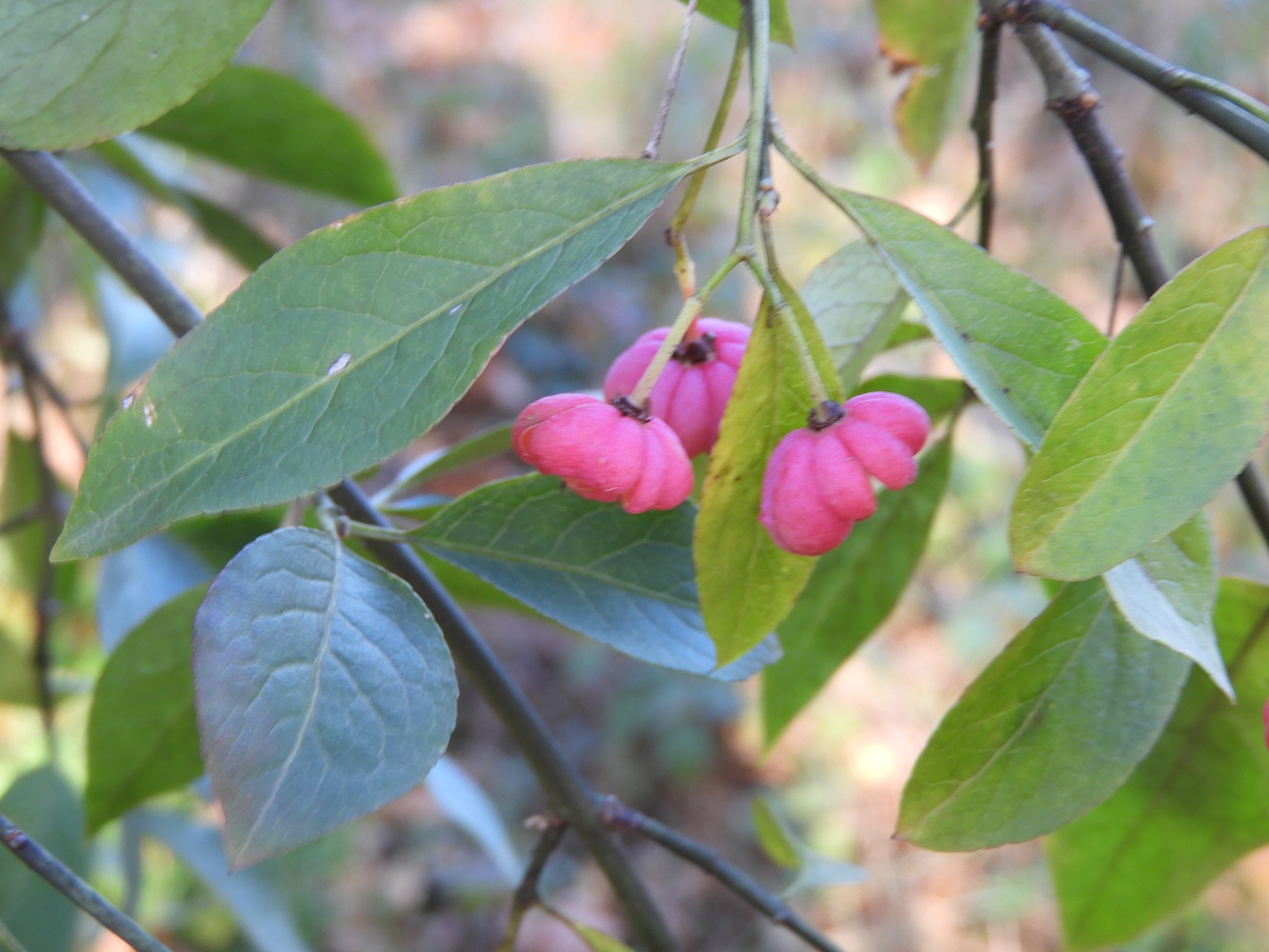 Bonetero – El medi natural del Bages i del Moianès