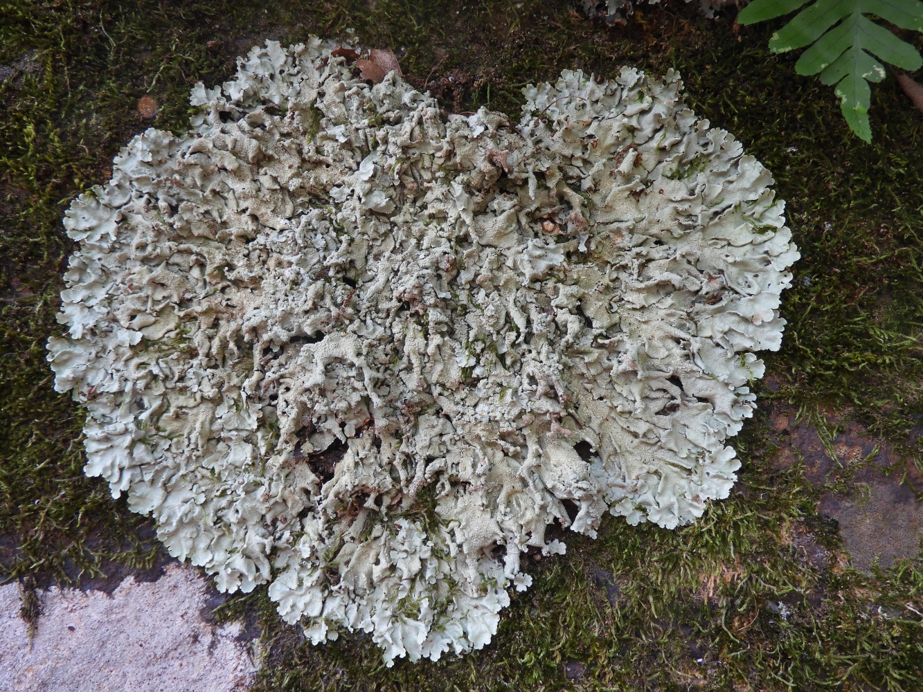 Parmelia caperata – El medi natural del Bages i del Moianès