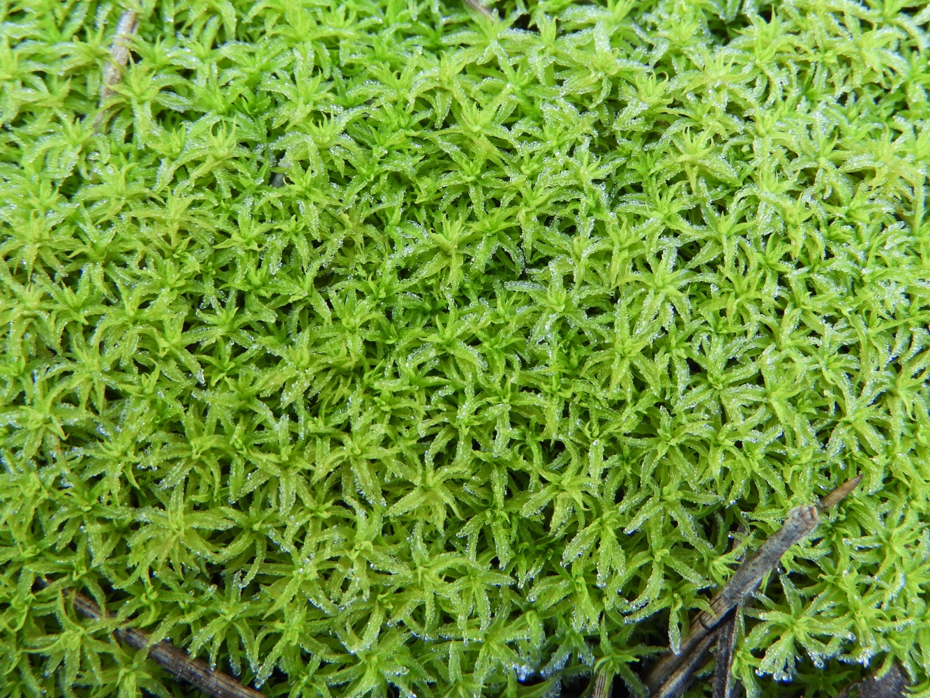 Tortella tortuosa – El medi natural del Bages i del Moianès